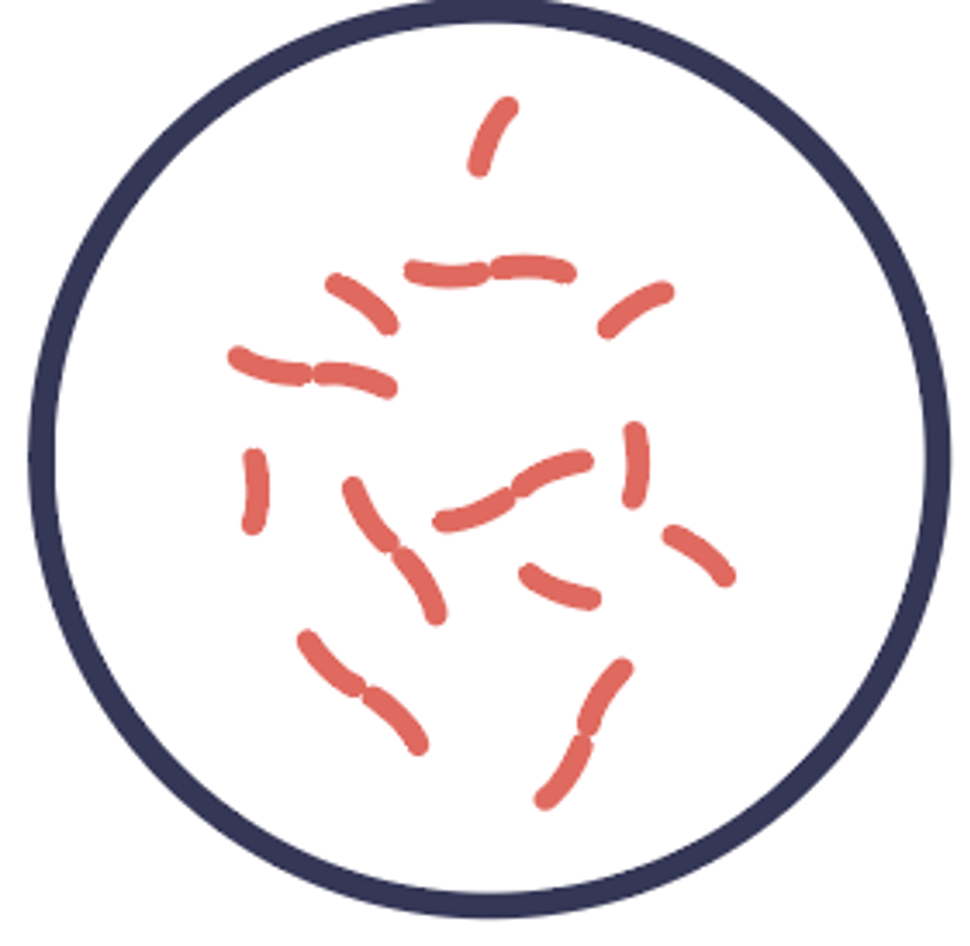 Karbapenemaseproduserende Enterobacterales (CPE) - FHI