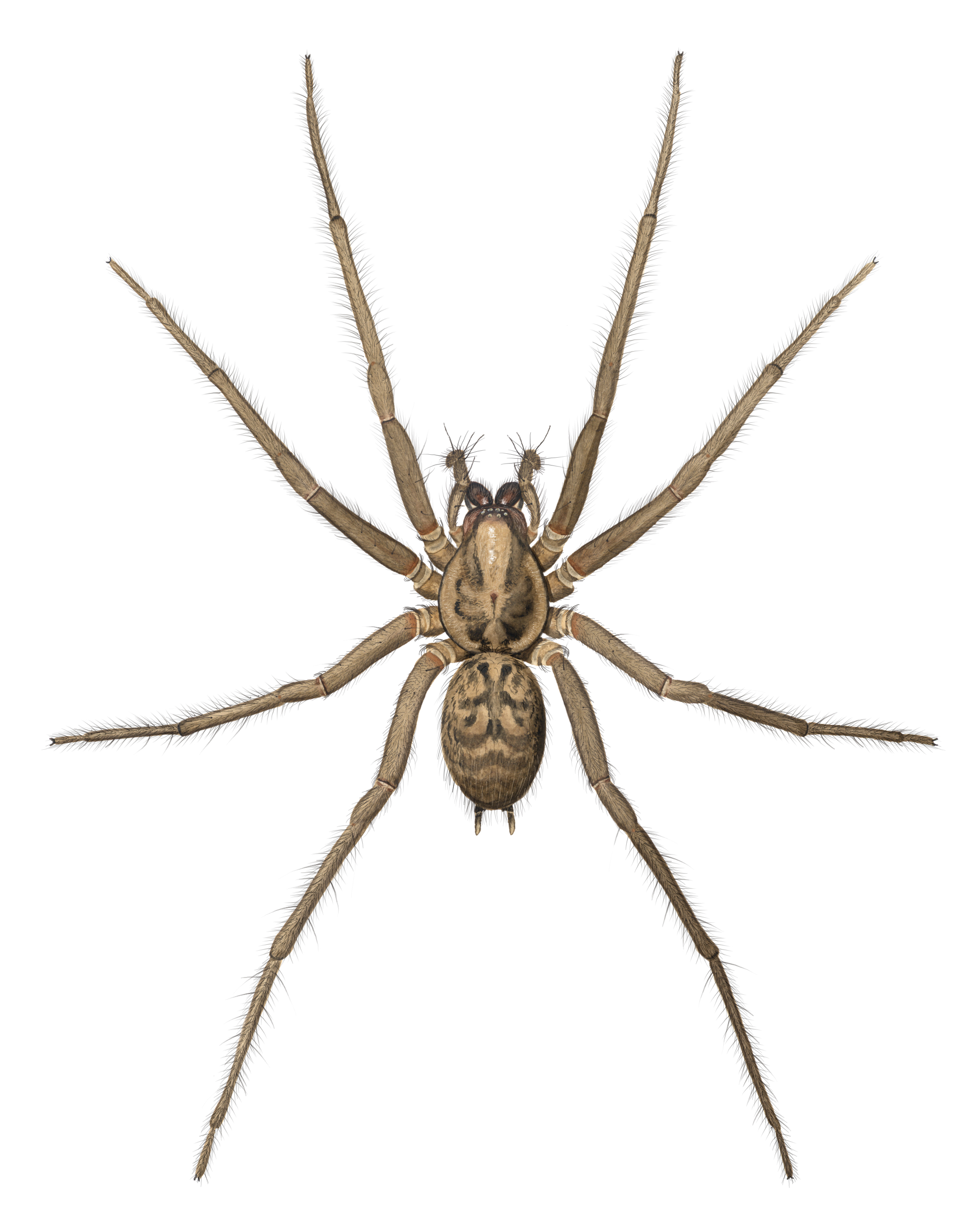 Stor husedderkopp - FHI