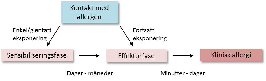 Allergi – matallergi, luftveisallergi og hudallergi - FHI
